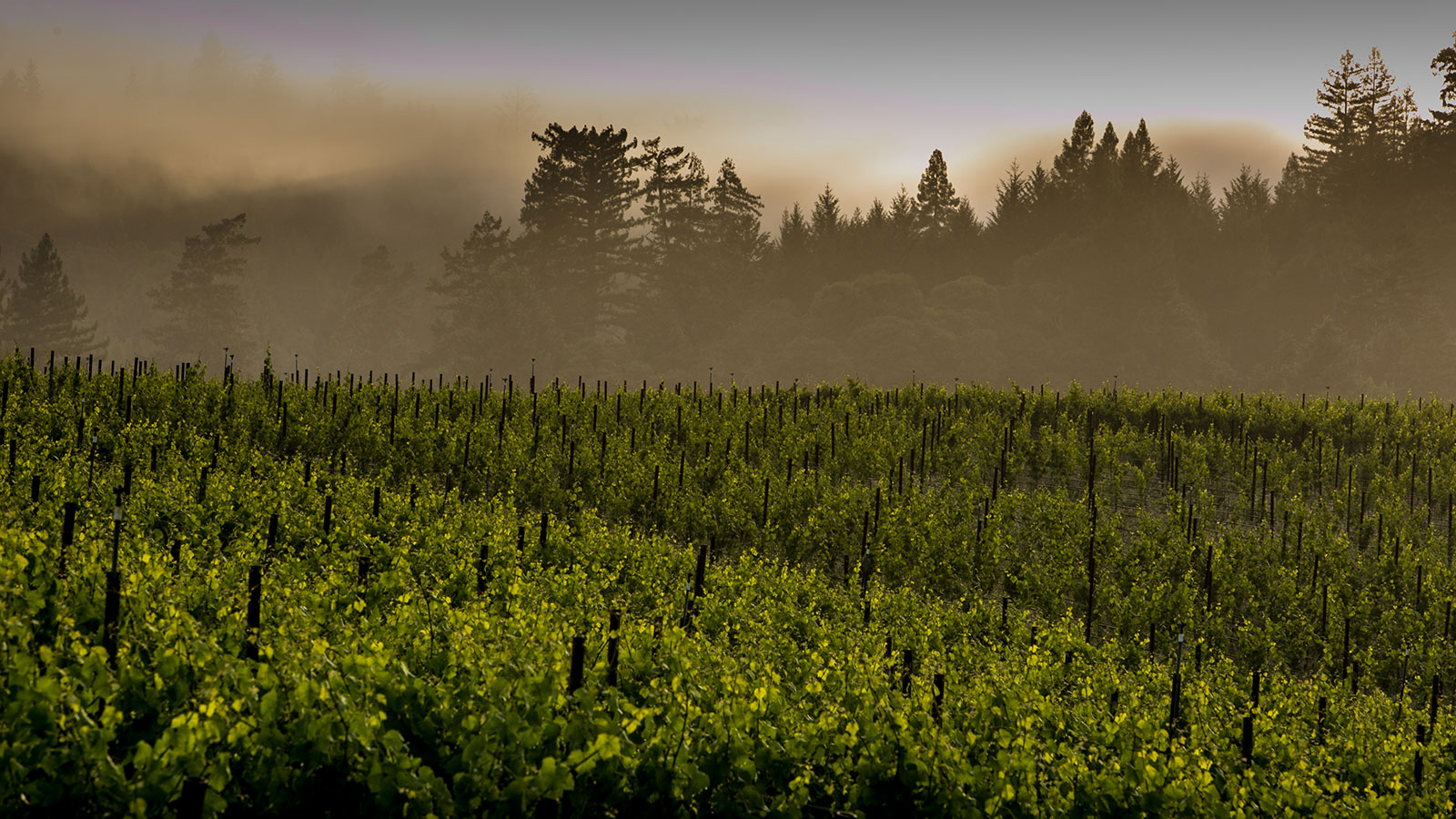 Estate Vineyard Ranch | Anderson Valley | Lazy Creek Vineyards